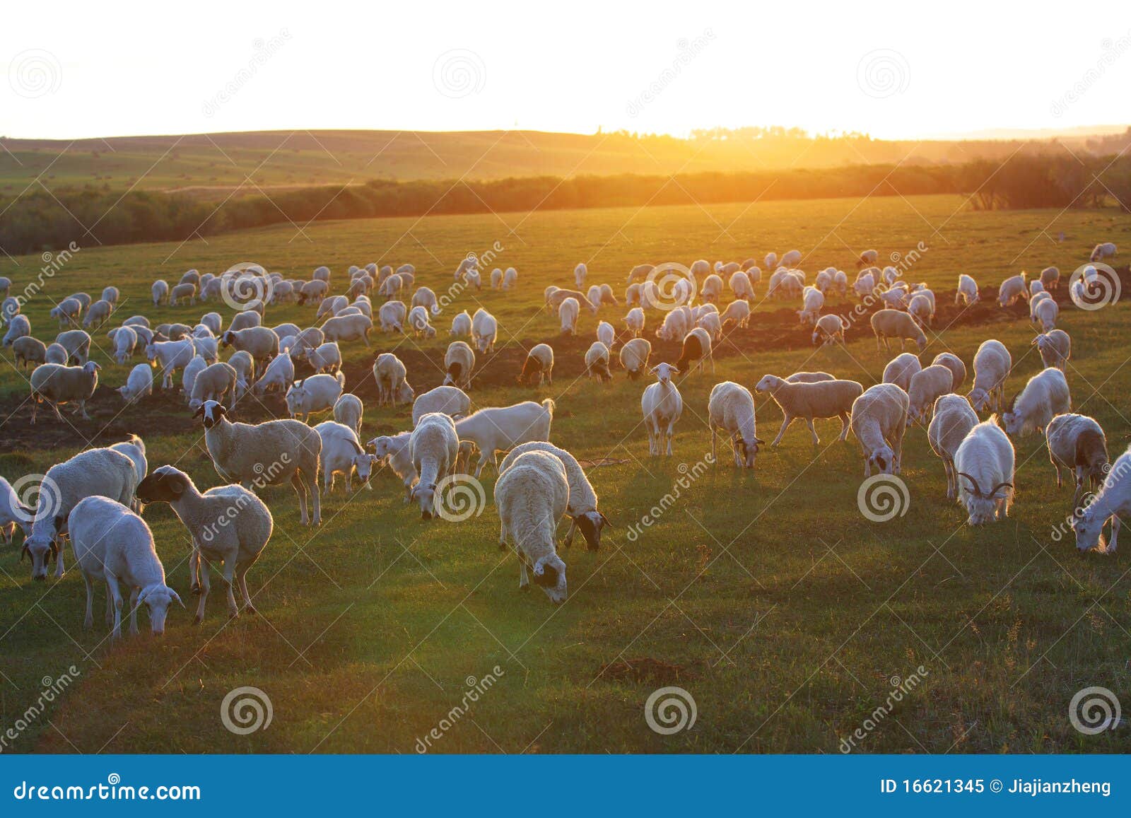 Sunset stock image. Image of sunrises, meadows, goat - 16621345