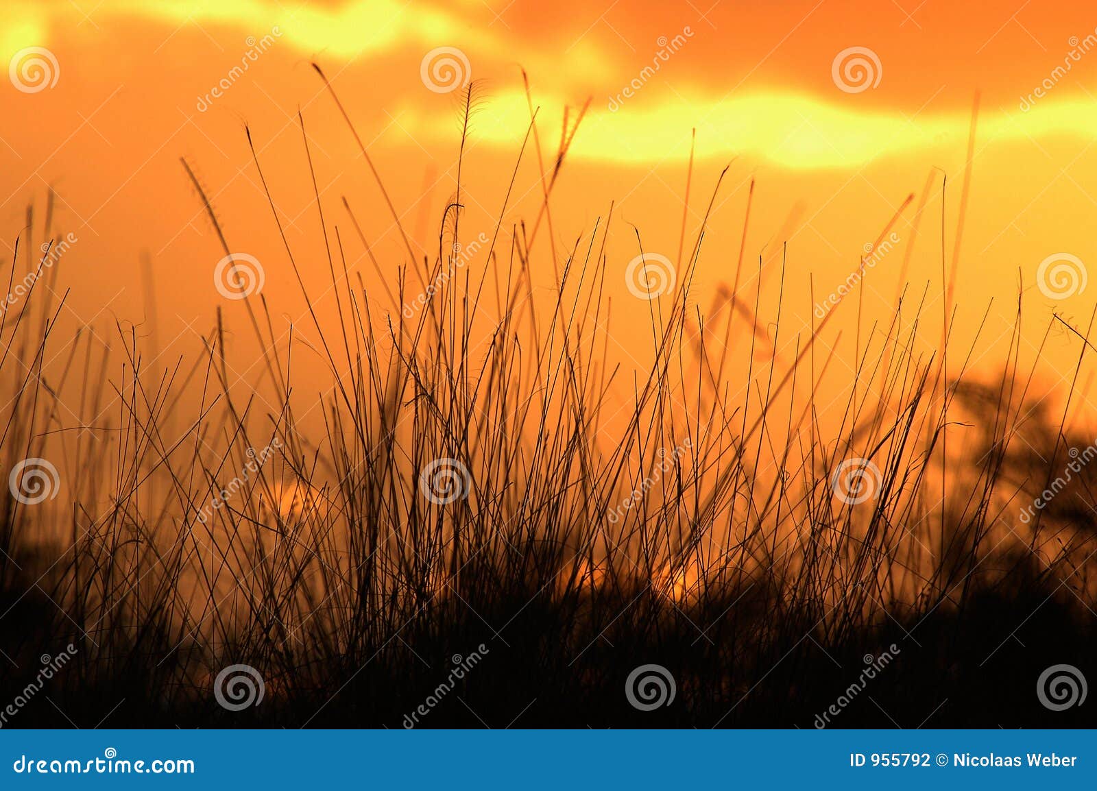 200 Bushveld Grass Sunset Stock Photos - Free & Royalty-Free Stock ...