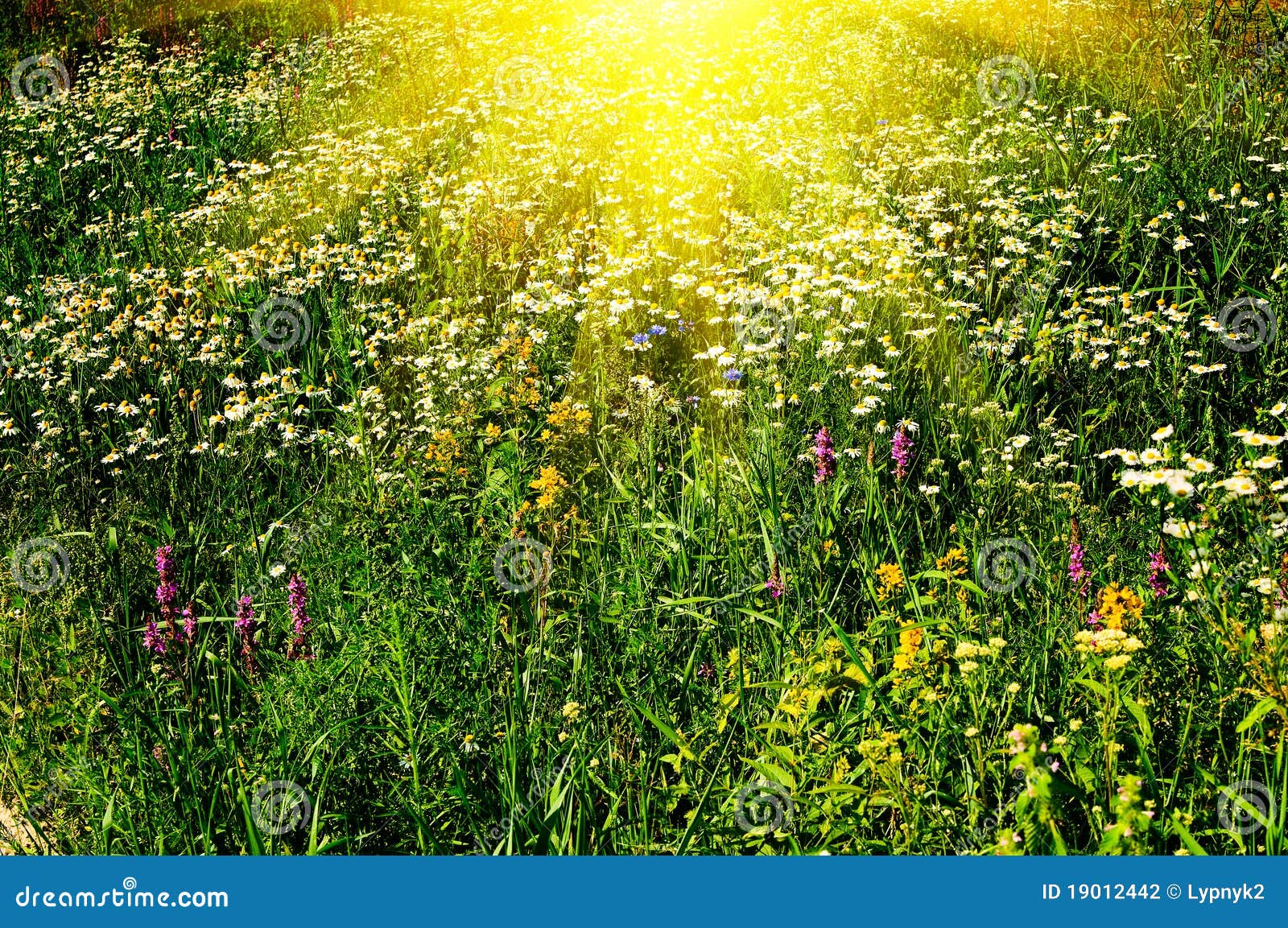 Sunset above summer lawn. stock photo. Image of herb - 19012442