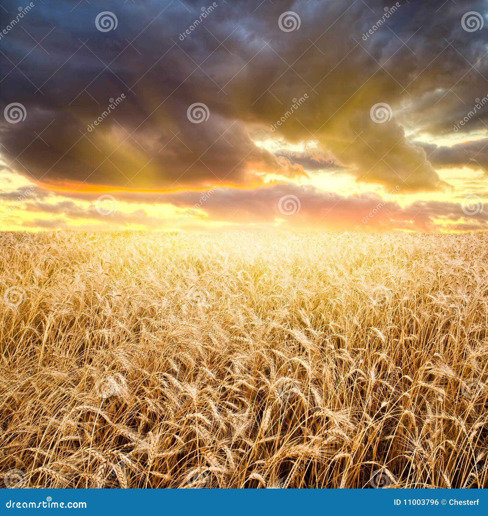 Sunset Above the Wheat Field Stock Photo - Image of field, harvest ...