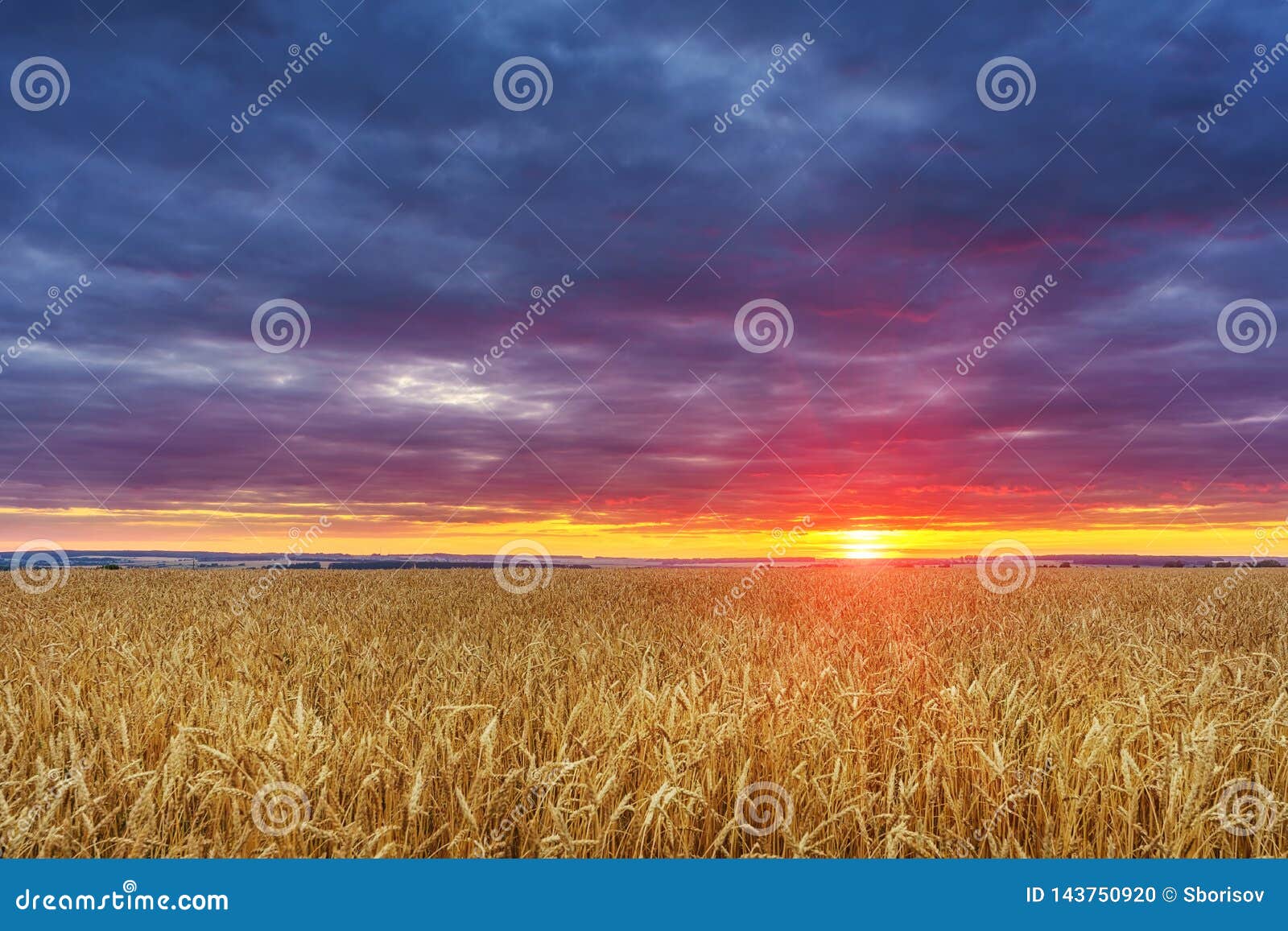 Sunset Above the Wheat Field Stock Photo - Image of rural, cereal ...