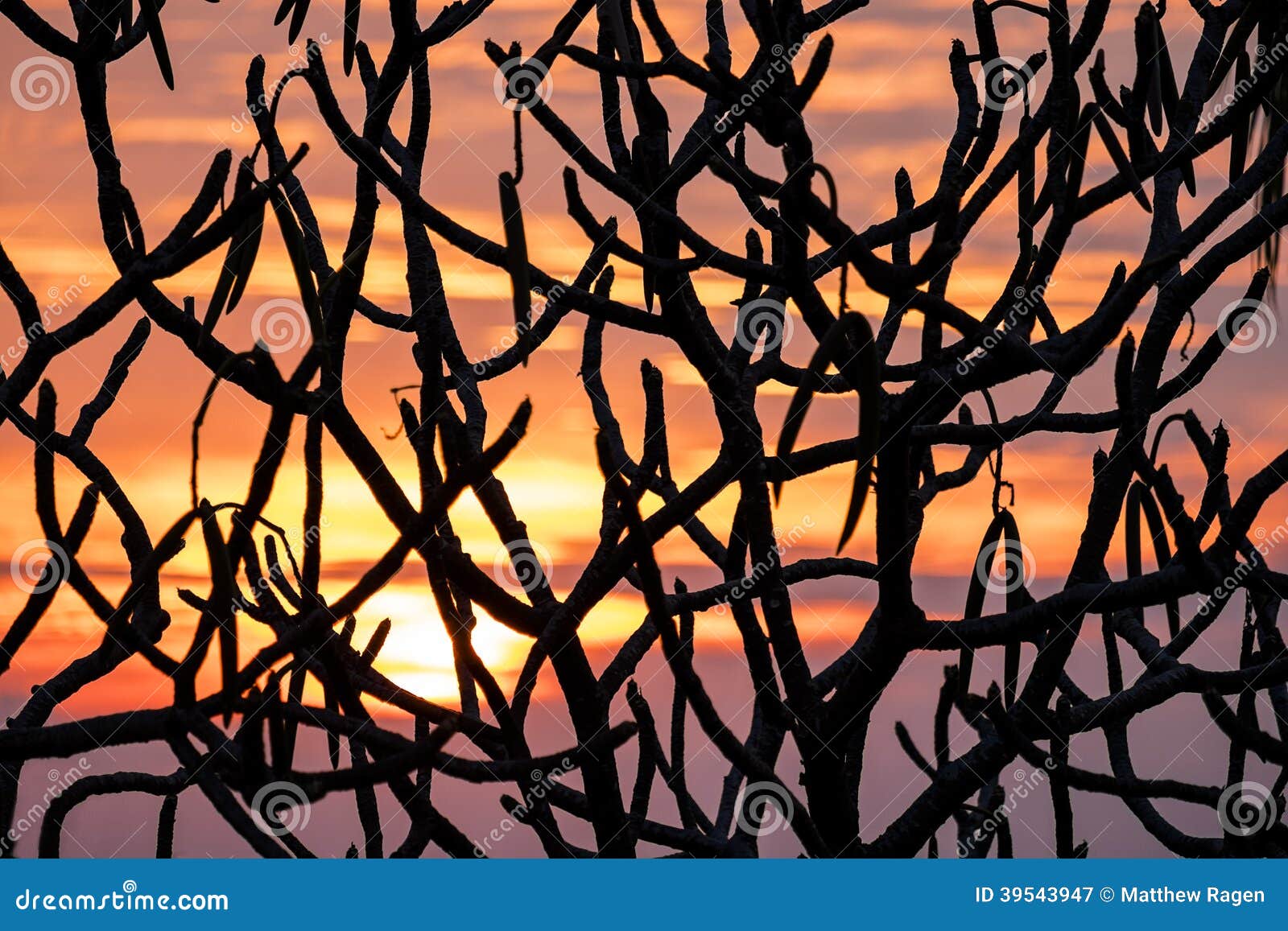 Sunset Abstract with Tree Branches Stock Image - Image of background ...