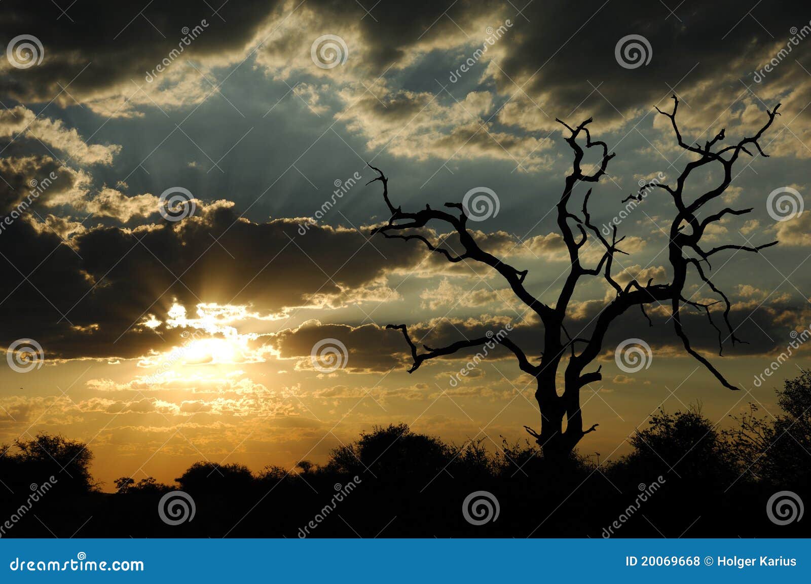 Sunset in the African Bush (South Africa) Stock Photo - Image of blue ...