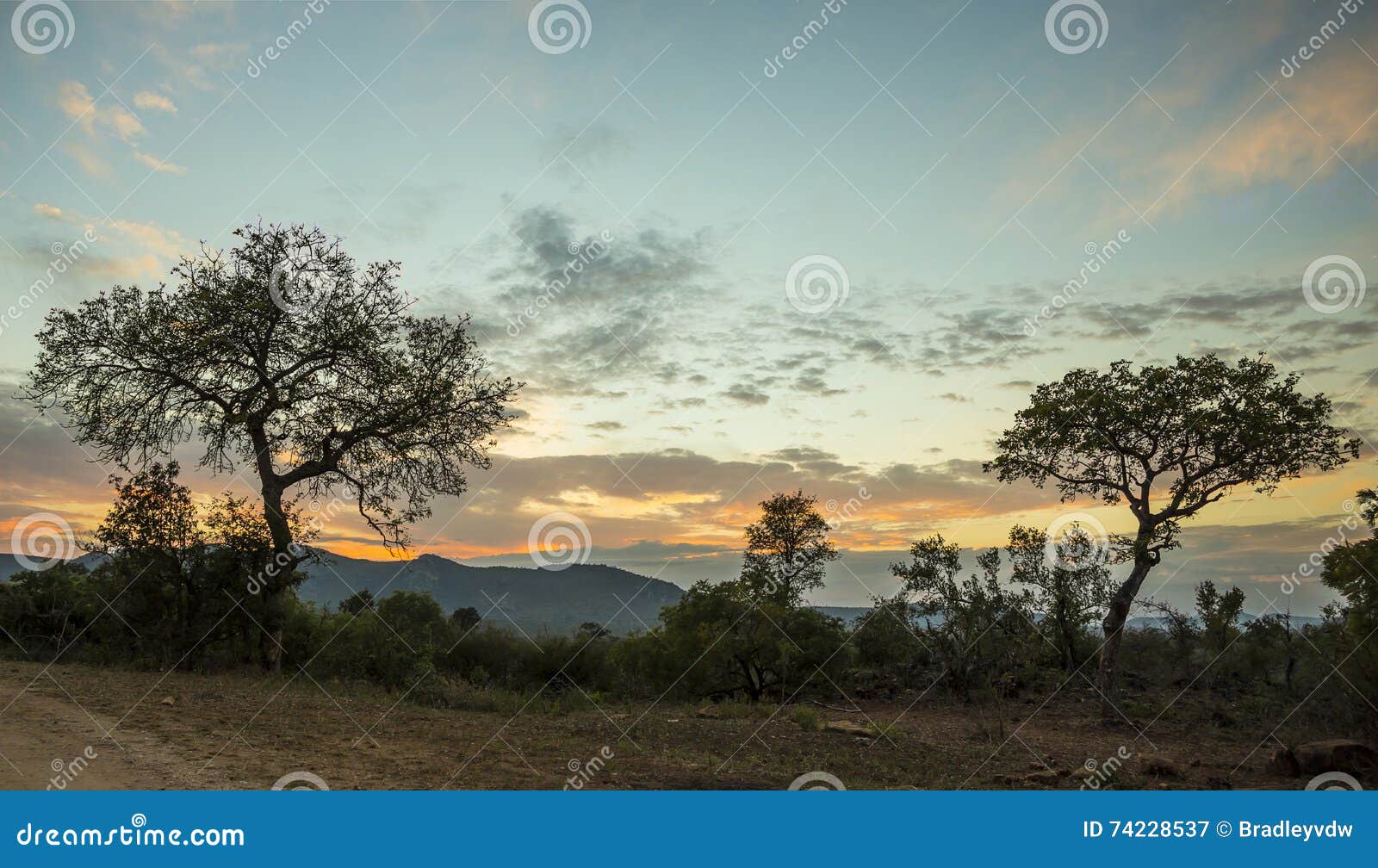 Sunset in the African bush stock image. Image of tree - 74228537