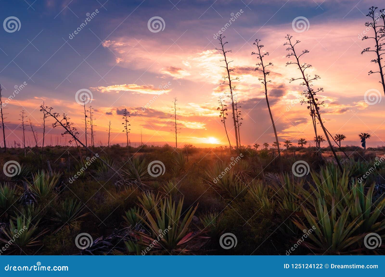 Sunset in an agave field stock photo. Image of green - 125124122