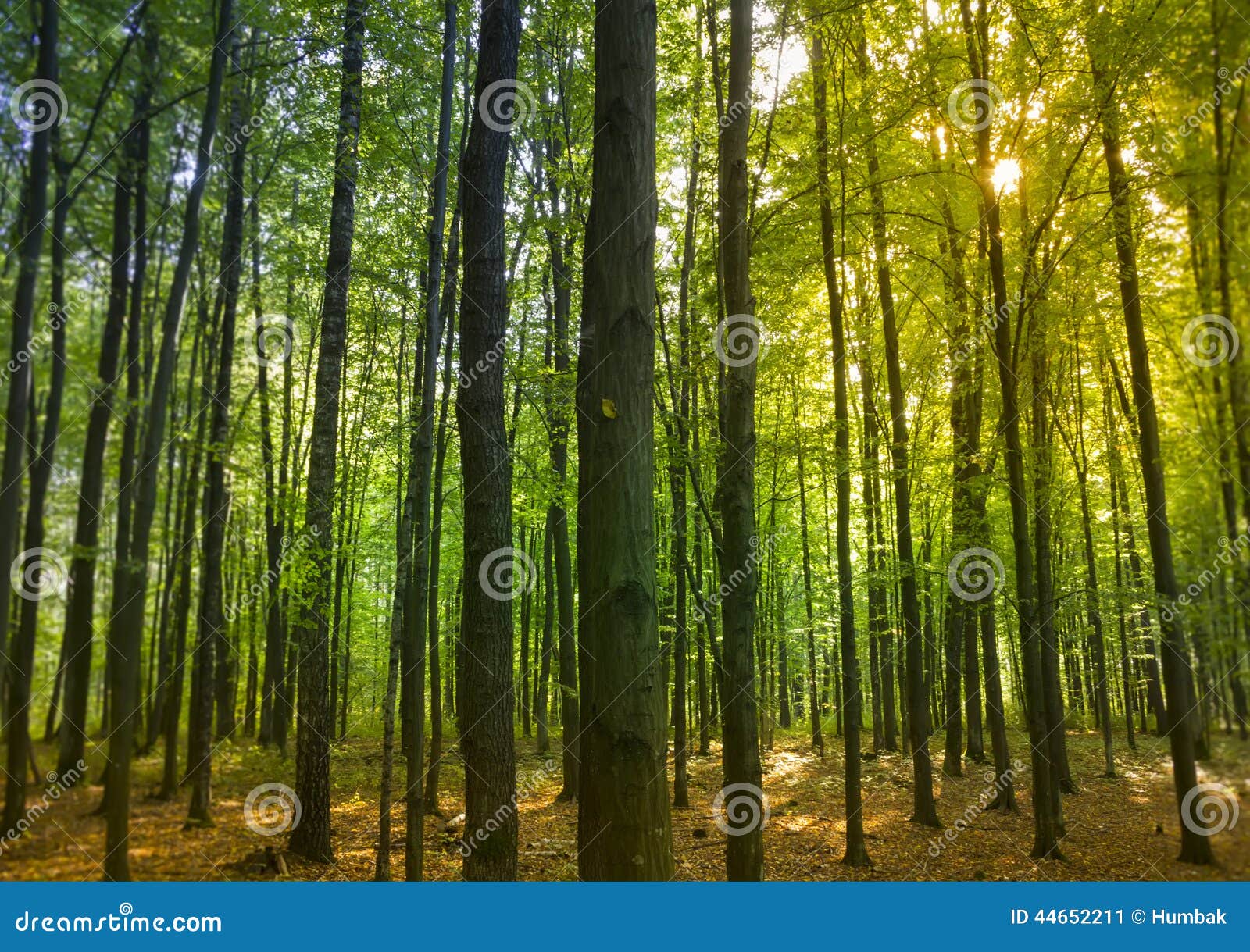 Sunset in alder forest stock image. Image of trunk, alder - 44652211