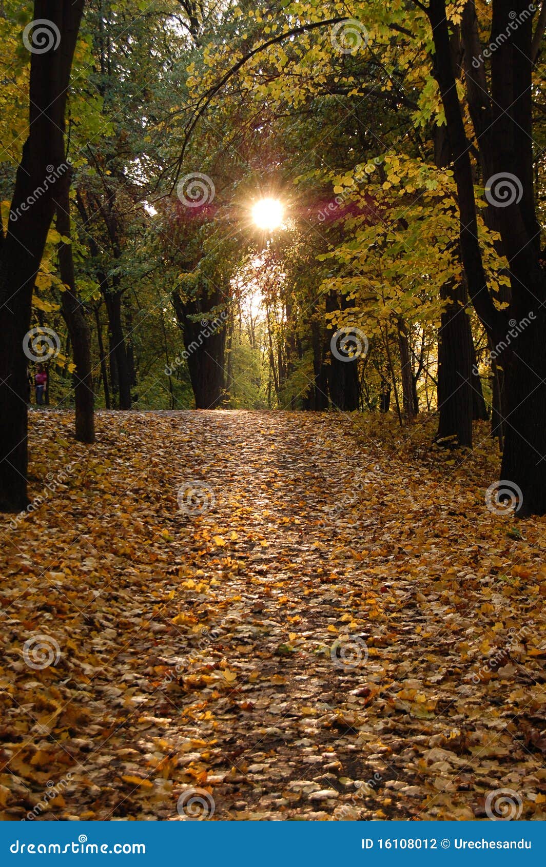Sunset alley stock photo. Image of autumn, orange, branches - 16108012