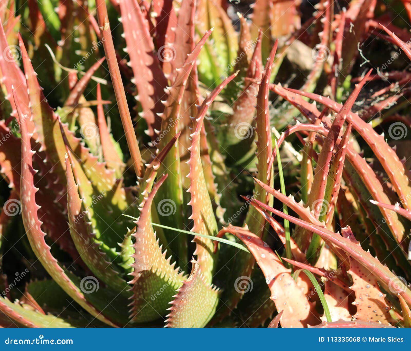 Sunset Aloe stock photo. Image of large, flowers, flora - 113335068