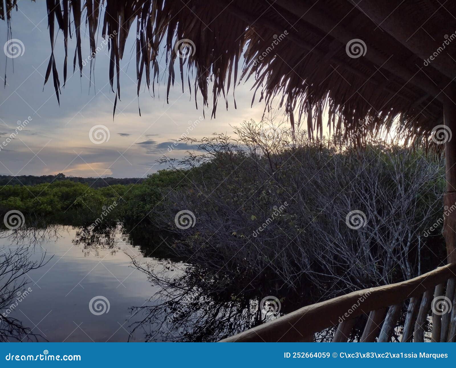 Sunset in the Amazon Rainforest Stock Image - Image of rainforest ...