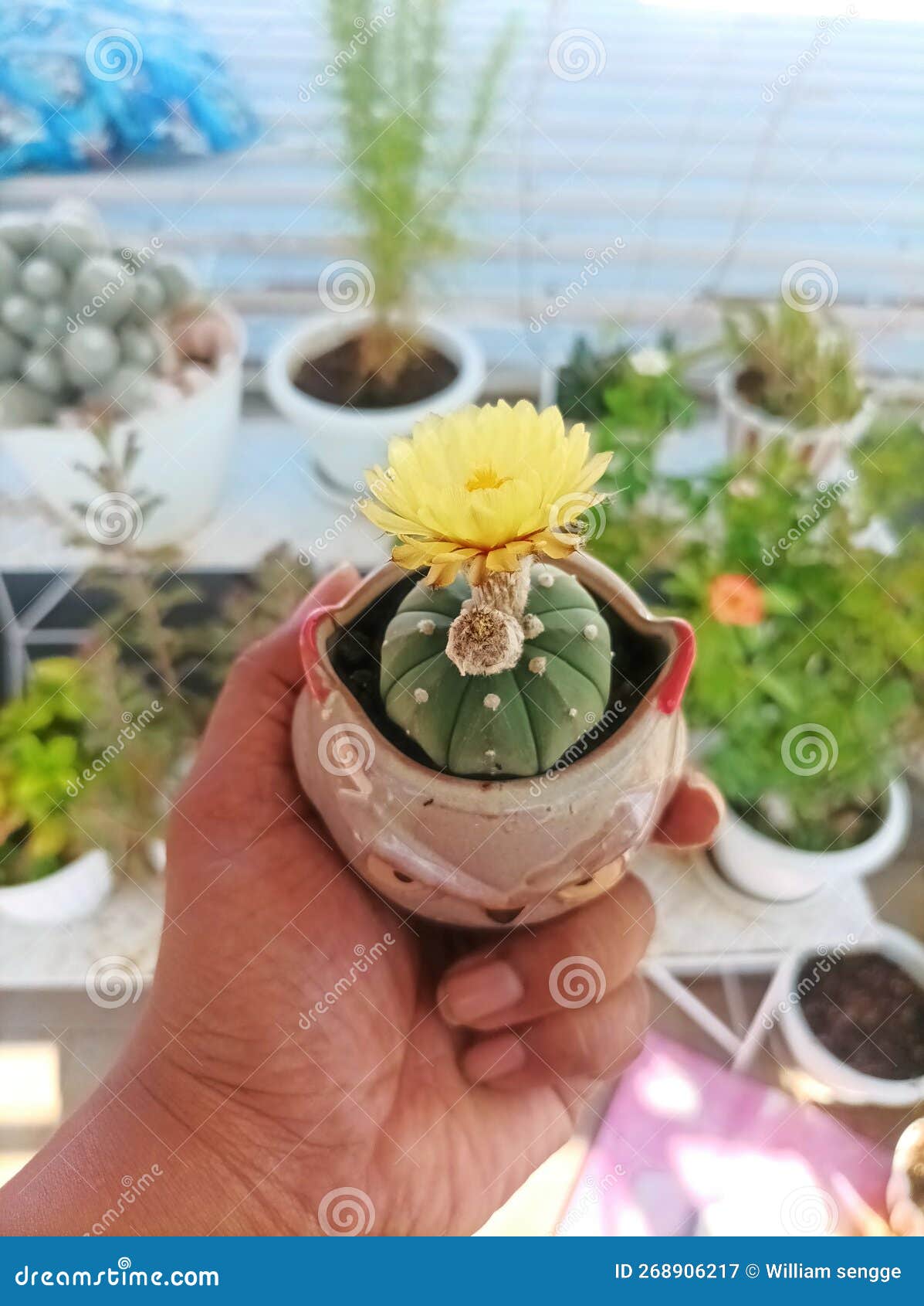 The sunset astro flower stock image. Image of centrepiece - 268906217