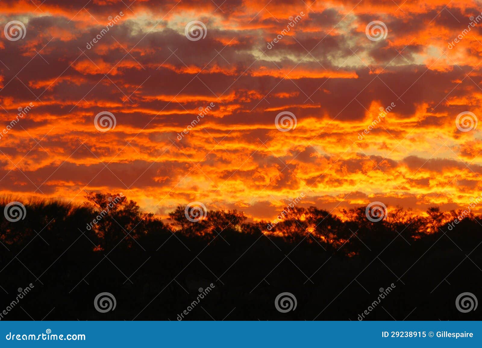 Sunset in the Australian Bush Stock Image - Image of light, heaven ...