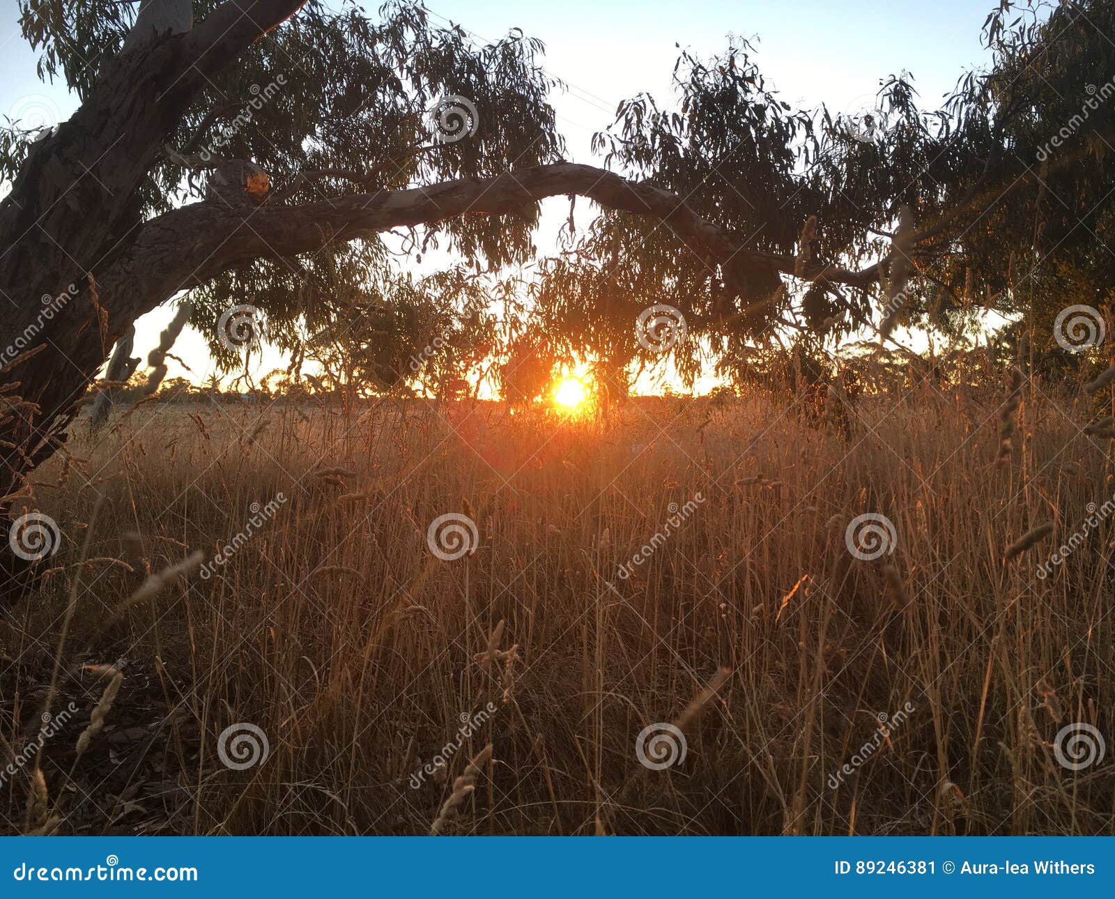 Sunset in Australian Bush Landscape Stock Image - Image of bush, grass ...
