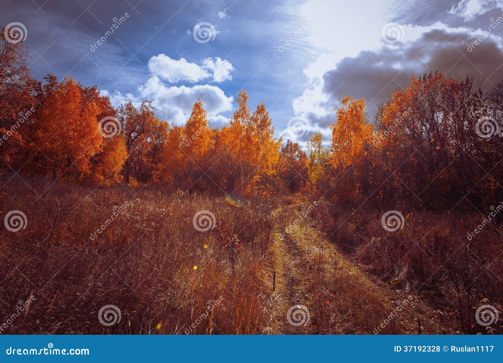 Sunset in the Autumn Forest Stock Photo - Image of outdoors, color ...