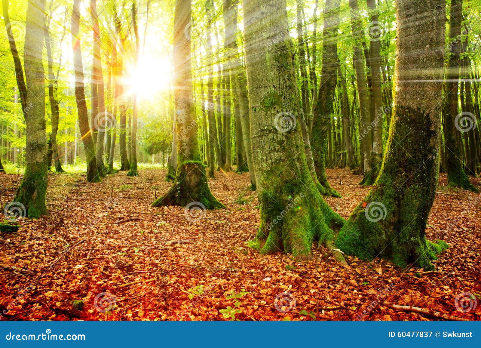 Sunset in the Autumn Forest. Stock Image - Image of autumn, nature ...