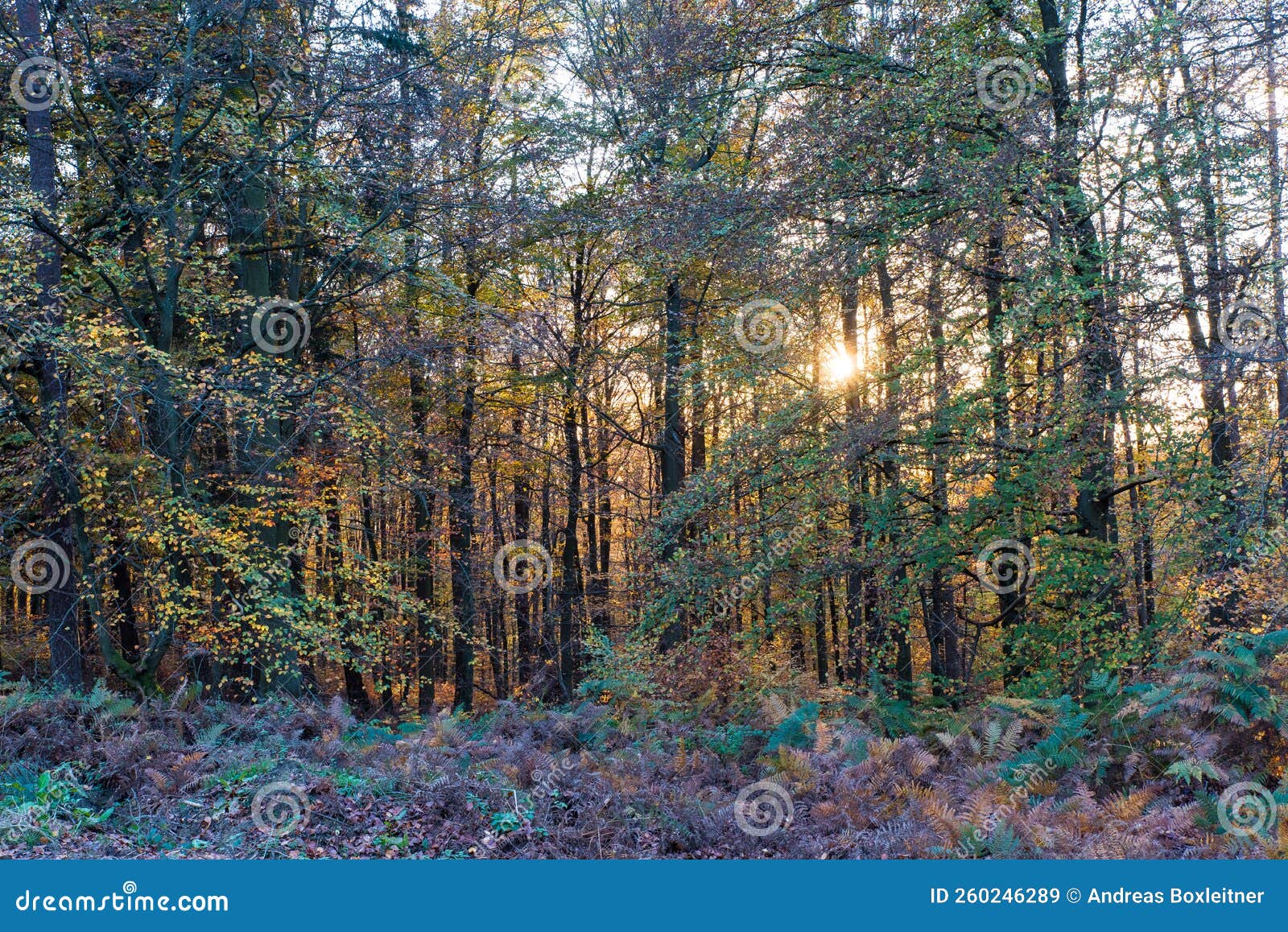 Sunset at Autumn Forest Sun Beam Trough Tree Stock Image - Image of ...