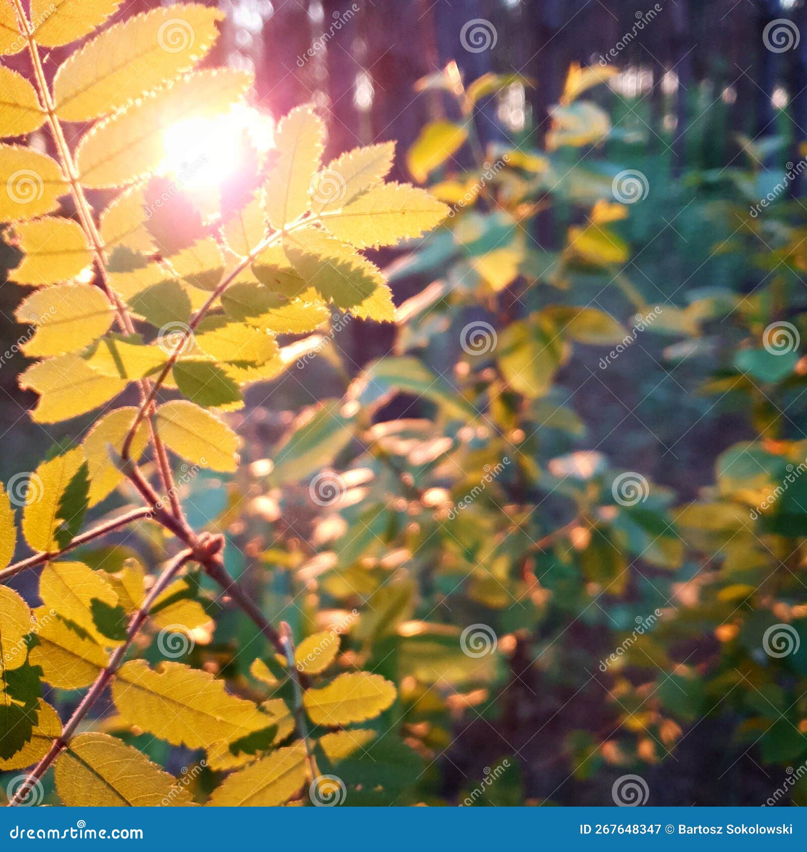 Sunset in the Autumn Forest. Sunlight through the Branches of a Tree ...