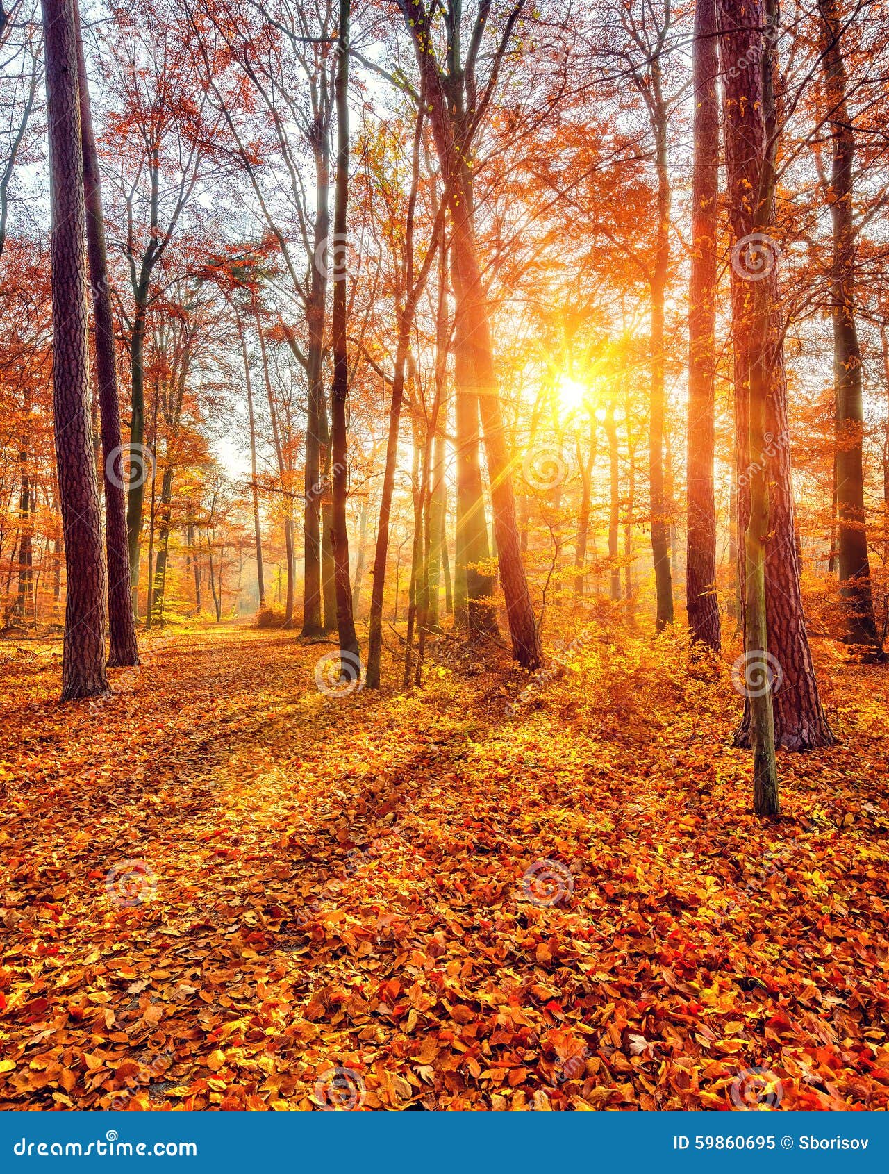 Sunset in the Autumn Forest Stock Image - Image of plant, forest: 59860695