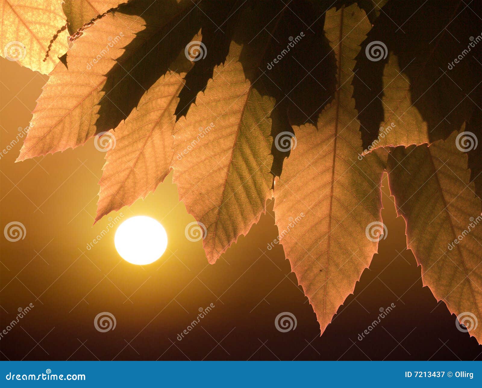 Sunset through Autumnal Leaves Stock Image - Image of copy, brown: 7213437