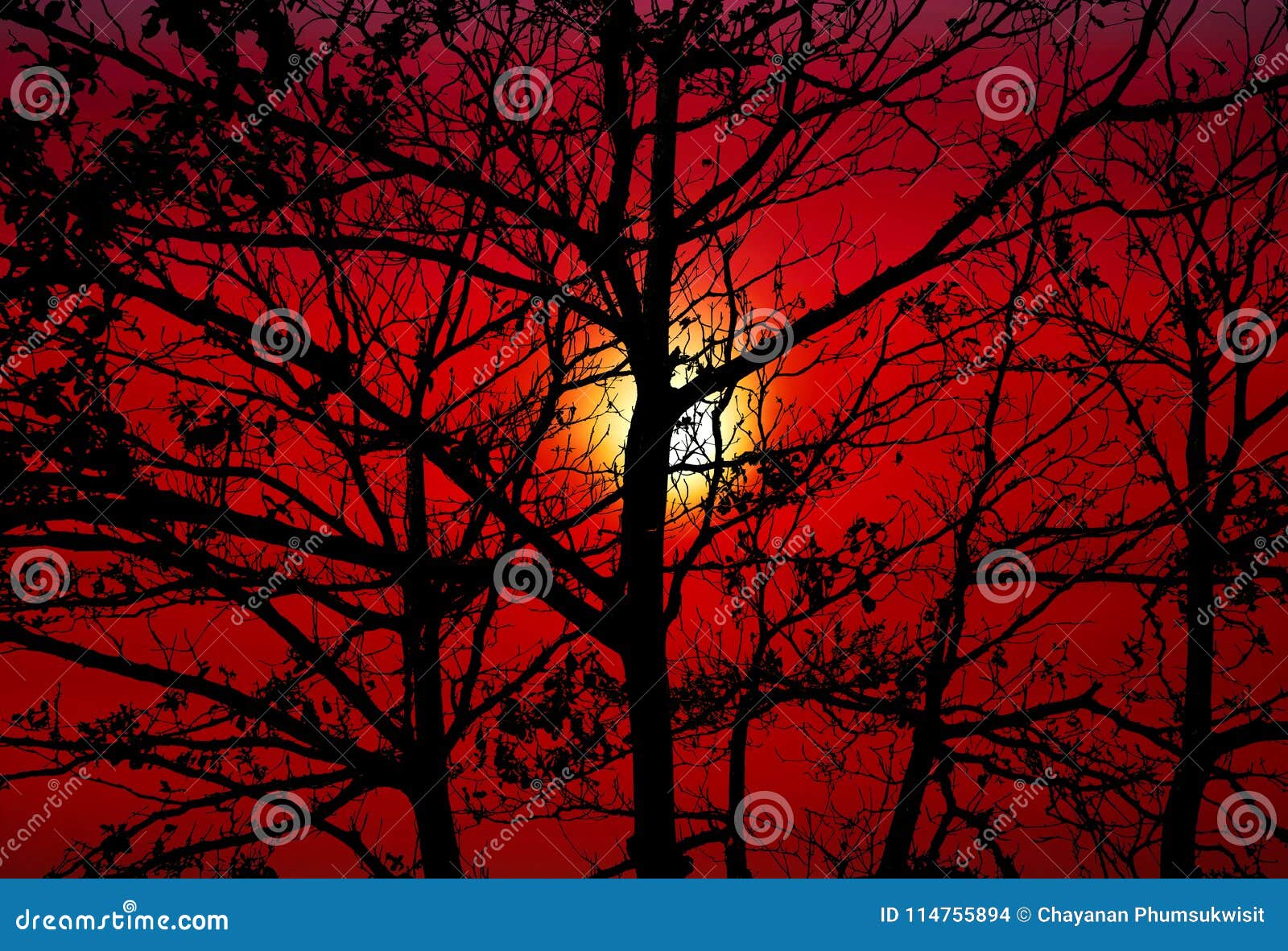Sunset Back Silhouette Tree Dark Orange Sky Stock Photo - Image of ...