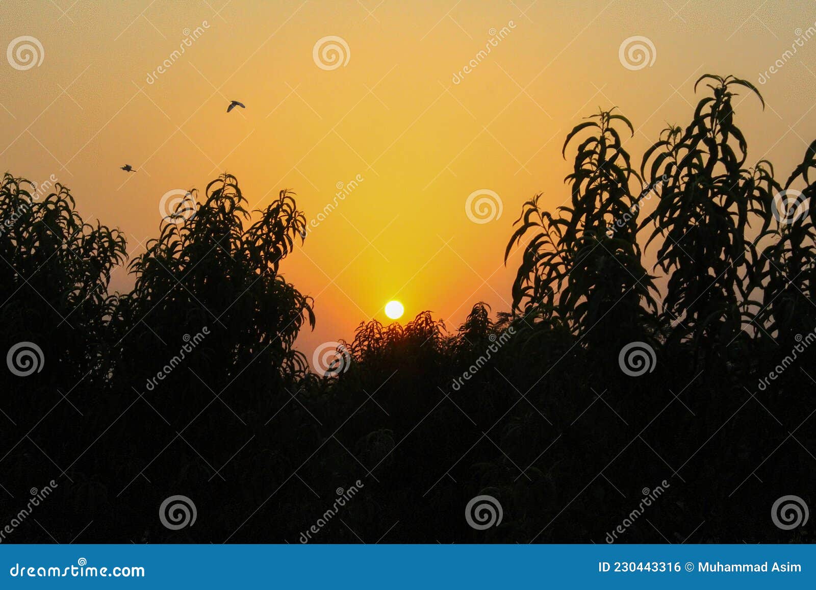Sunset in Back of Trees with Two Birds Flying Above Stock Photo - Image ...