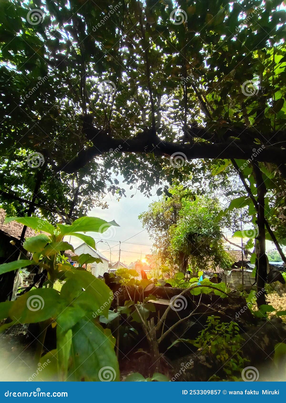 Sunset in Back Trees Wanphoto Stock Image - Image of forest, flower ...