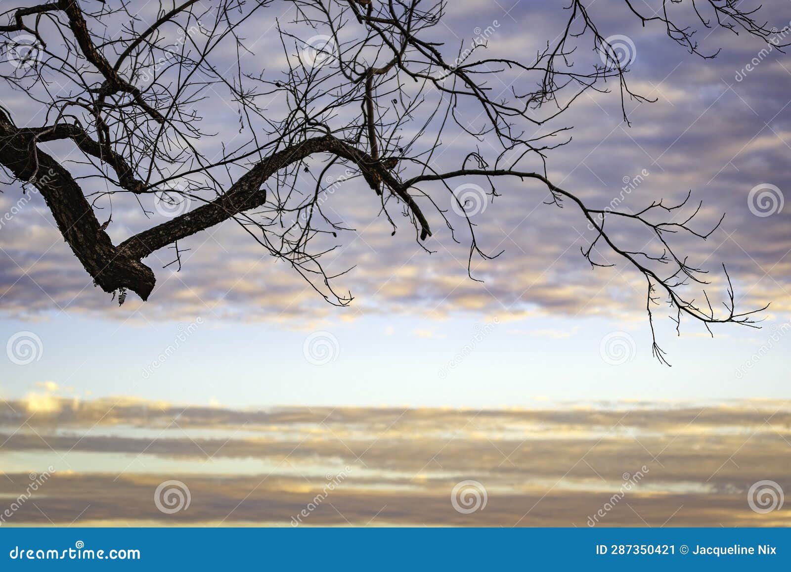 Sunset Backdrop with Dormant Tree Branch Stock Image - Image of dawn ...
