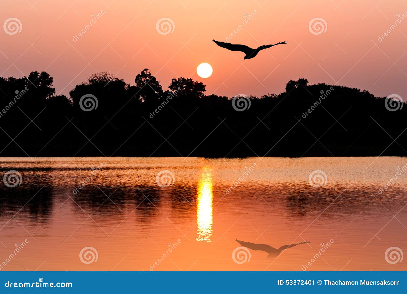 Engle Fly Stock Photos - Free & Royalty-Free Stock Photos from Dreamstime