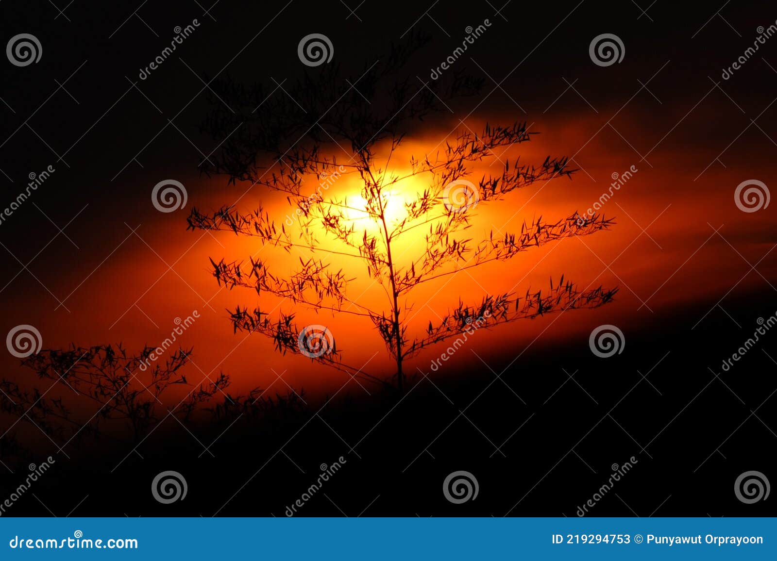 Sunset bamboo leaves stock image. Image of evening, screenshot - 219294753
