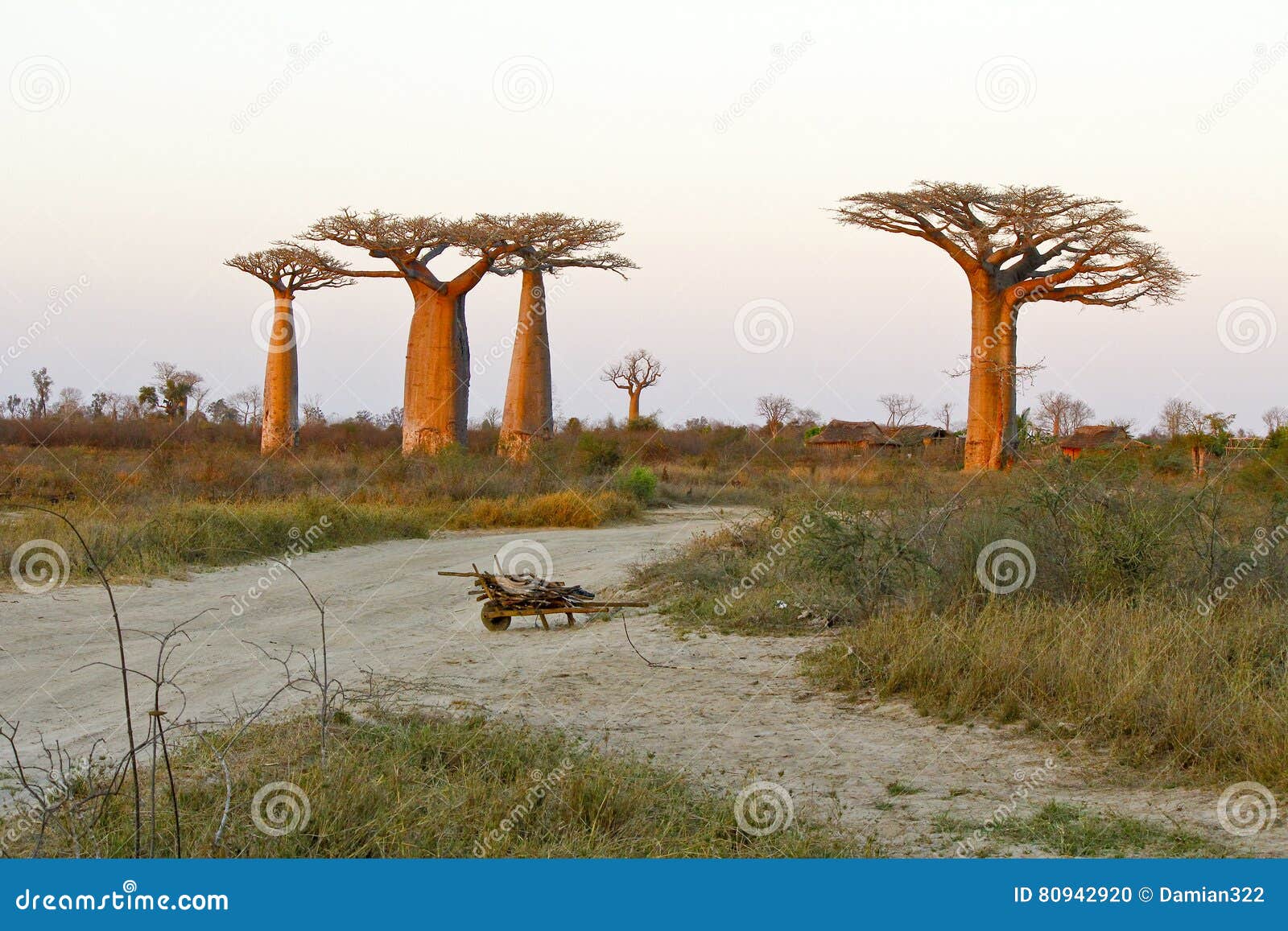 Sunset in Baobab Alley stock photo. Image of baobab, exotic - 80942920