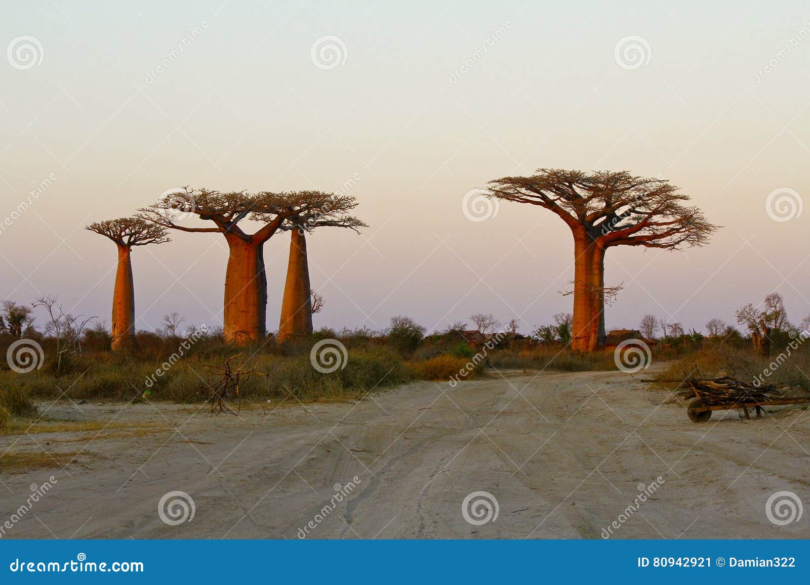 Sunset in Baobab Alley stock image. Image of landscape - 80942921