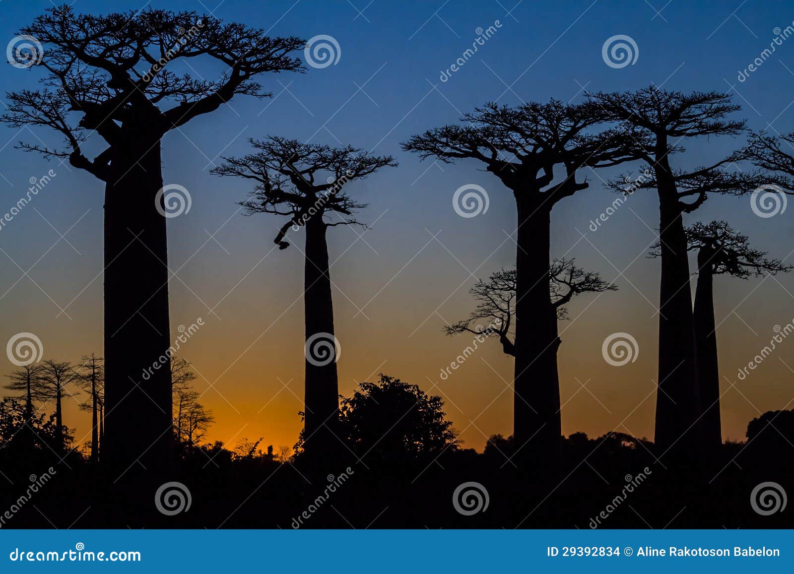 Sunset on baobab trees stock photo. Image of orange, landscape - 29392834