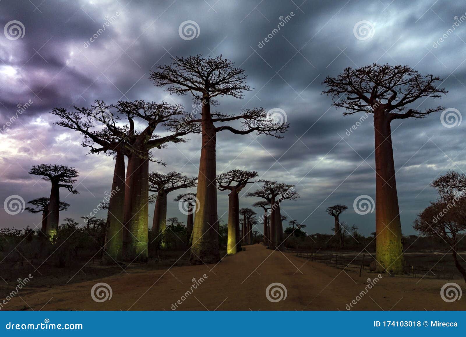 Sunset - Baobab Trees, Baobabs Forest - Baobab Alley, Morondava ...