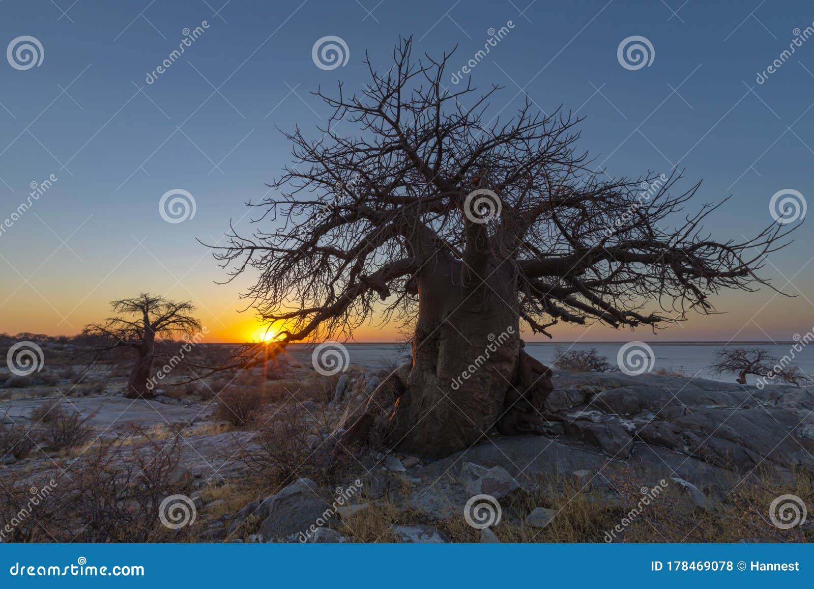 Sunset at Baobab Trees on Kubu Island Stock Photo - Image of kubu ...