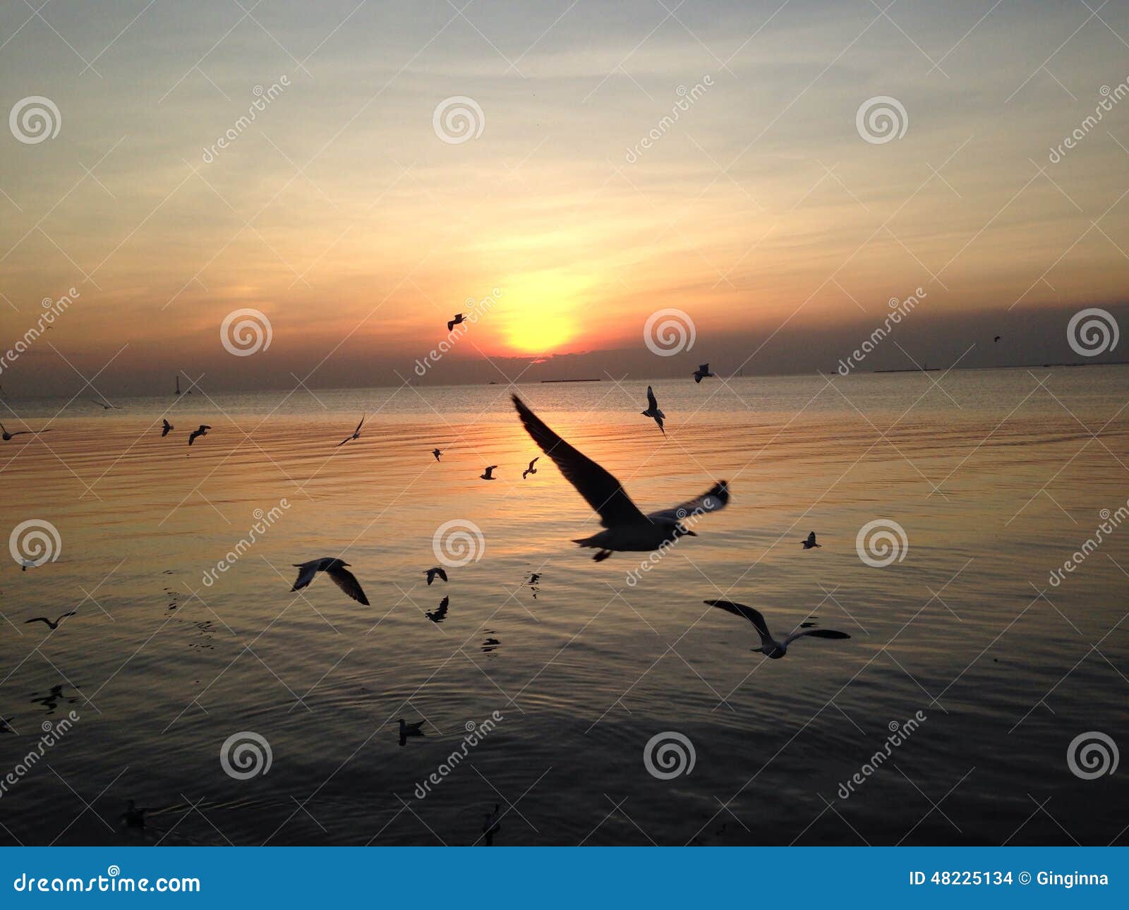 Sunset beach stock photo. Image of evening, birds, beach - 48225134