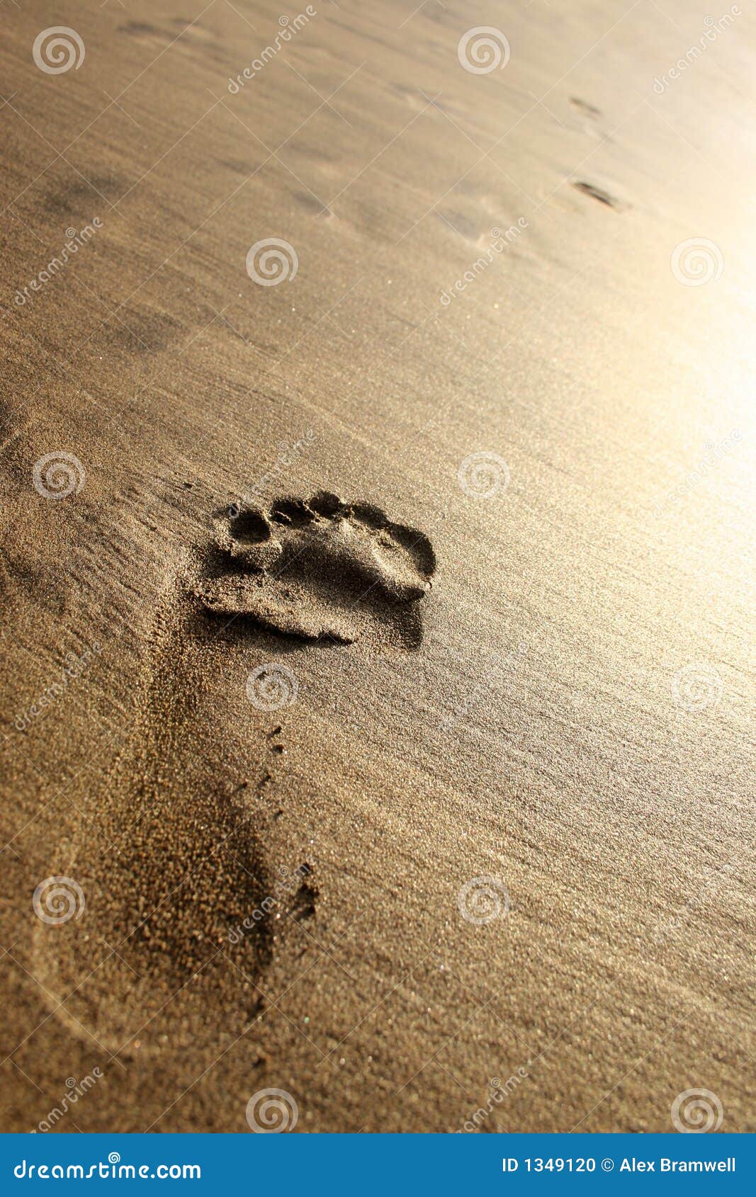 Sunset Beach Footprint stock photo. Image of ethereal - 1349120