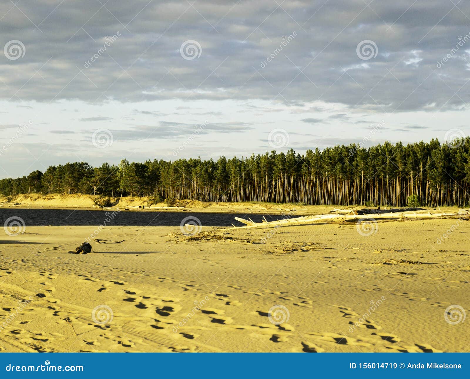 Sunset on the Beach with Twilight, Trunk Tree Tru Tree Trunks Sand Dune ...