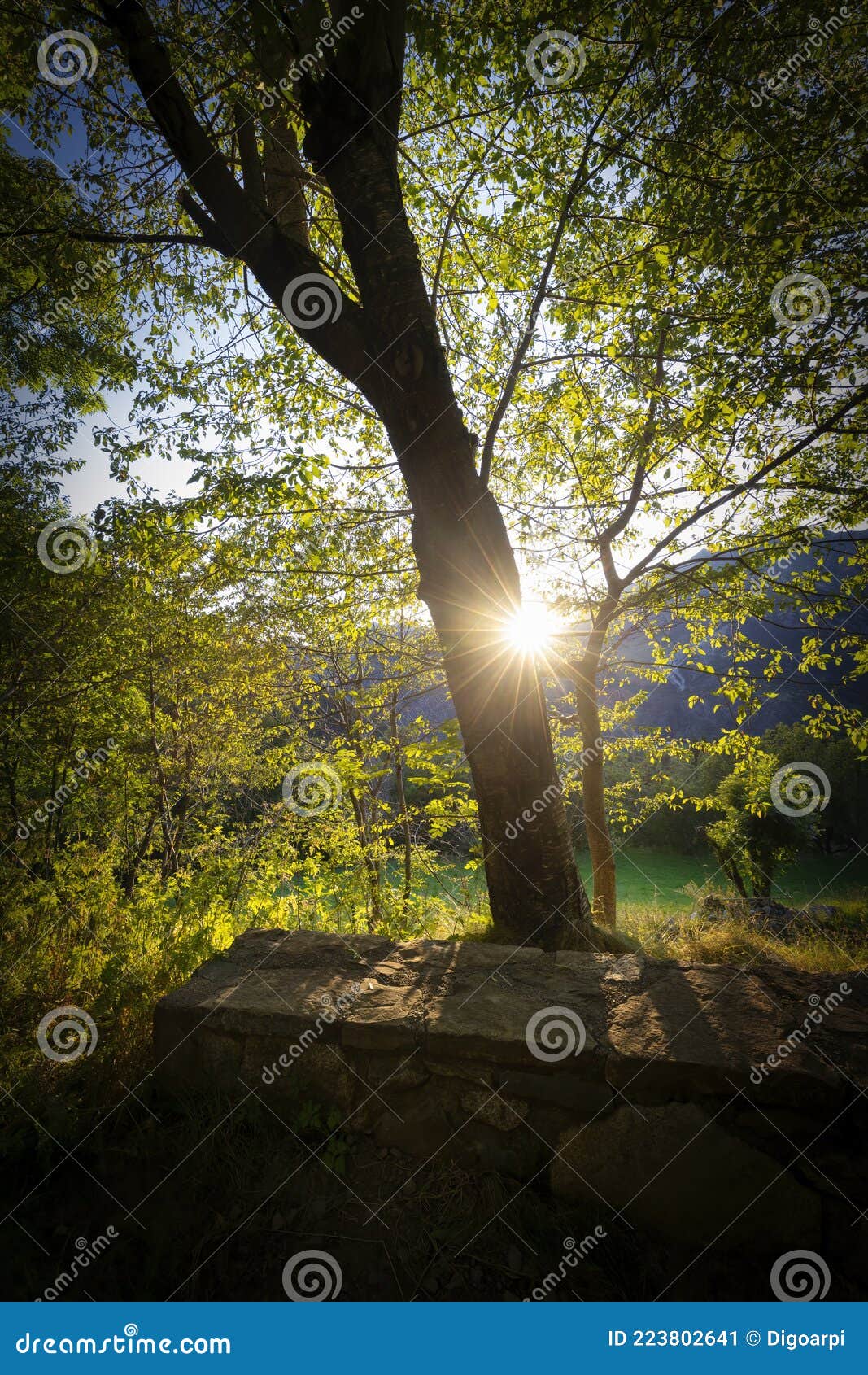 Sunset Beam through on the Tree in the Forest Stock Image - Image of ...