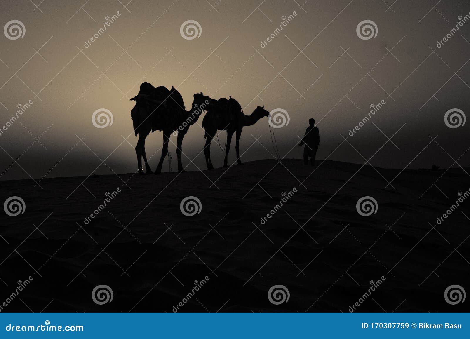 Sunset with Beautiful Camel Stock Image - Image of camel, beautiful ...