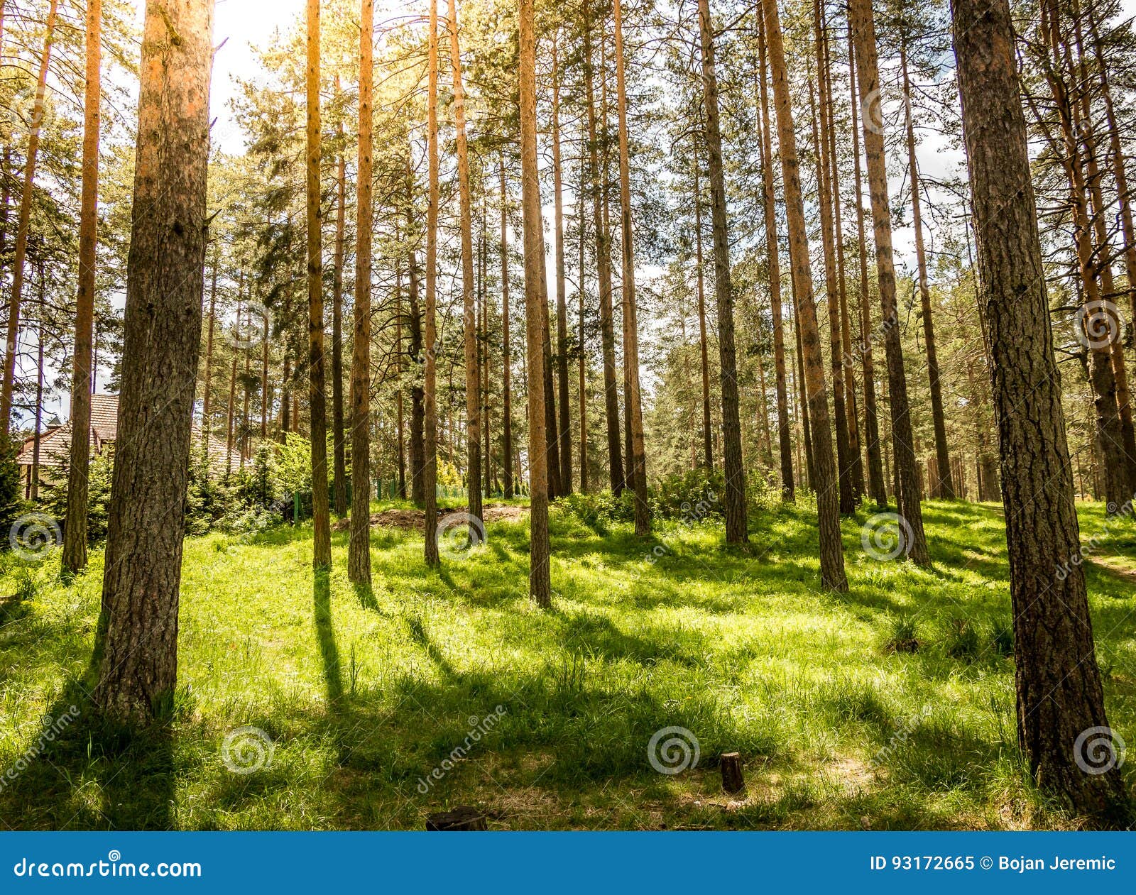 Sunset in Beautiful Forest in Zlatibor Stock Image - Image of ...