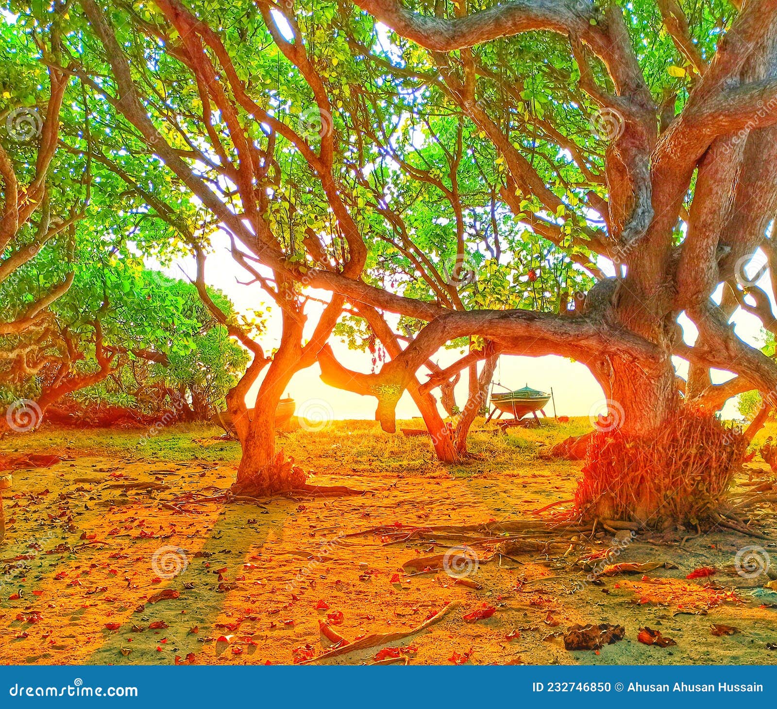 Sunset Beautiful Tree Pictures Stock Photo - Image of yellow, beautiful ...