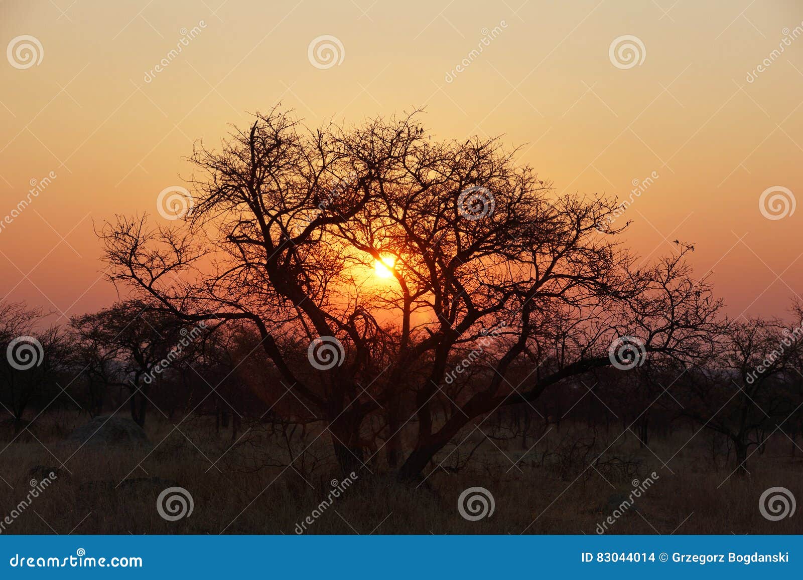 Sunset Behind a Acacia Tree in African Bush Stock Photo - Image of bush ...
