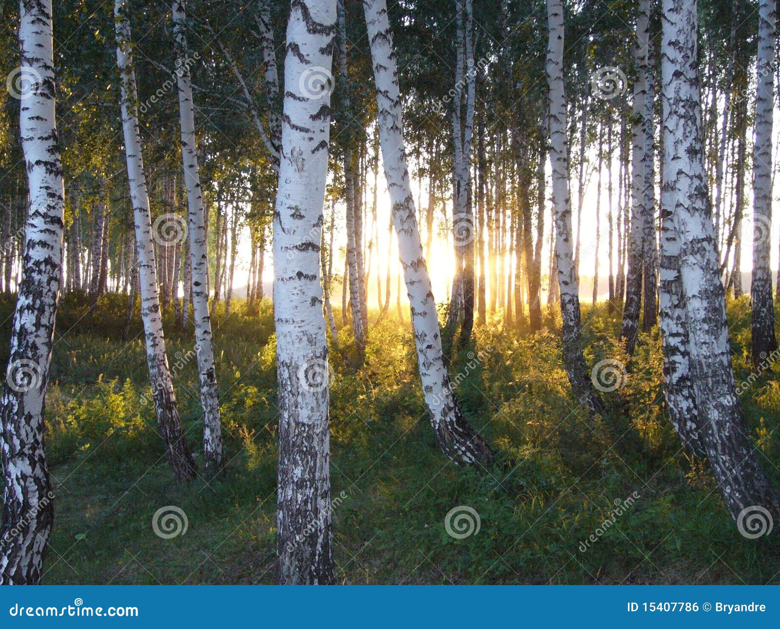 Sunset behind grove birch stock photo. Image of grass - 15407786