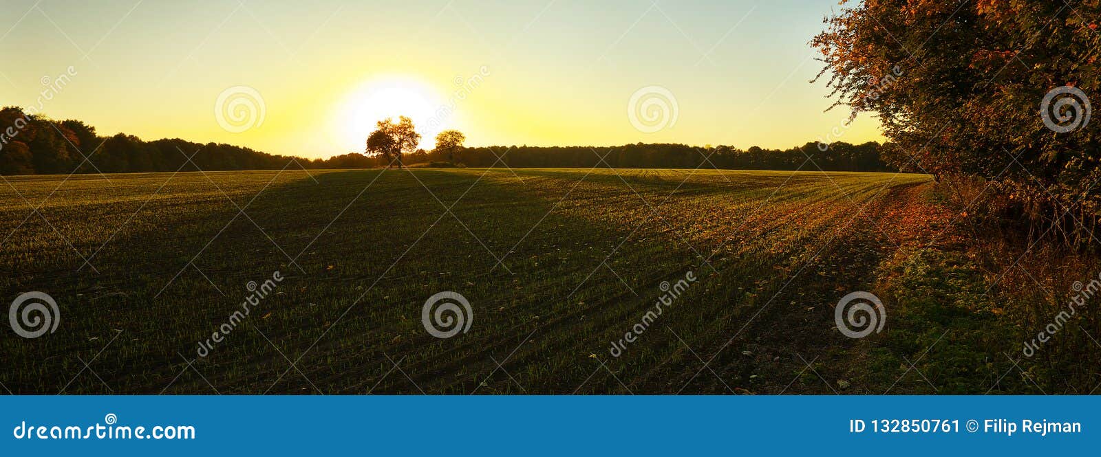 A Sunset Behind an Isolated Tree on the Field Stock Image - Image of ...