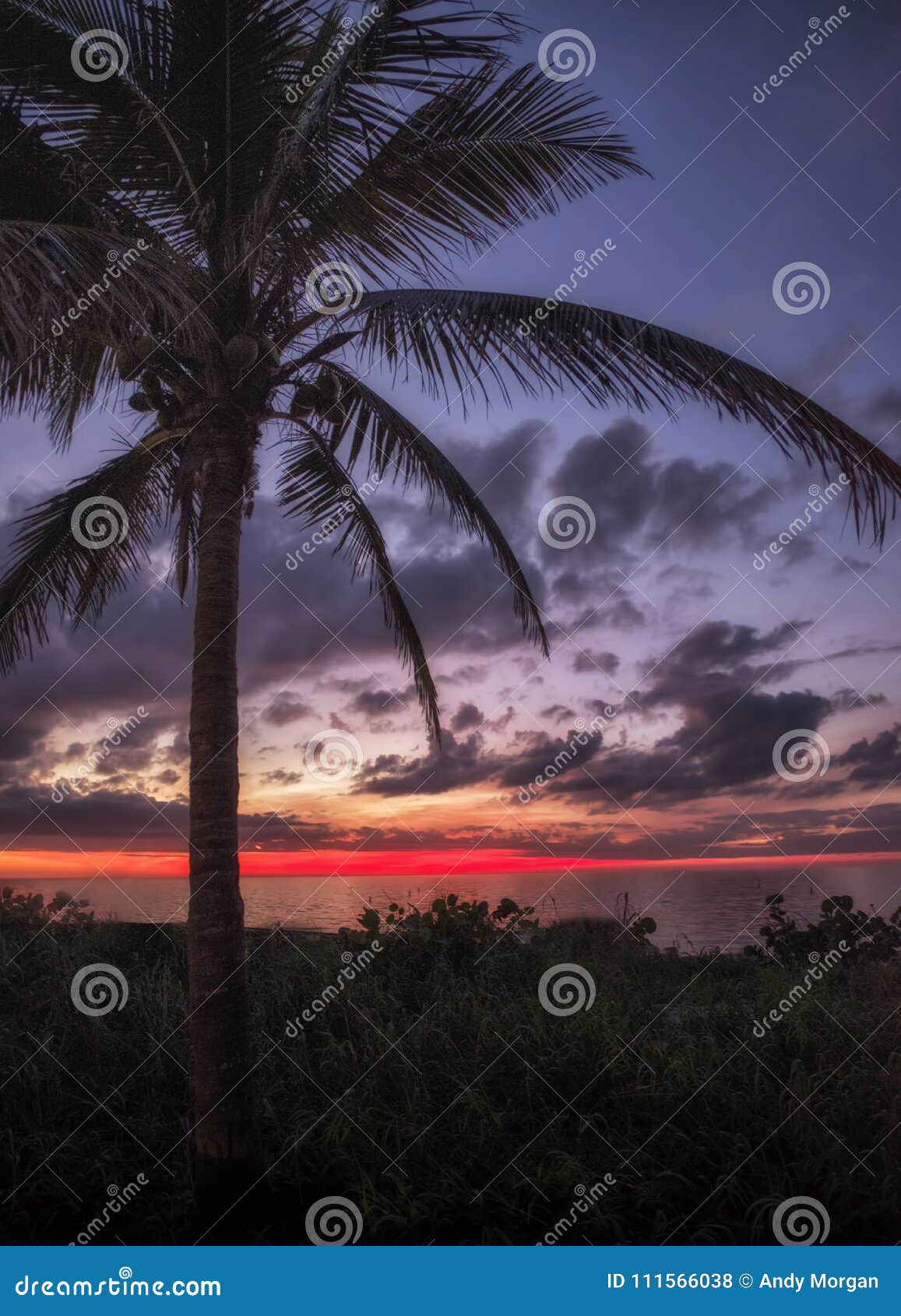Coconut Palm at Sunset stock photo. Image of coconut - 111566038