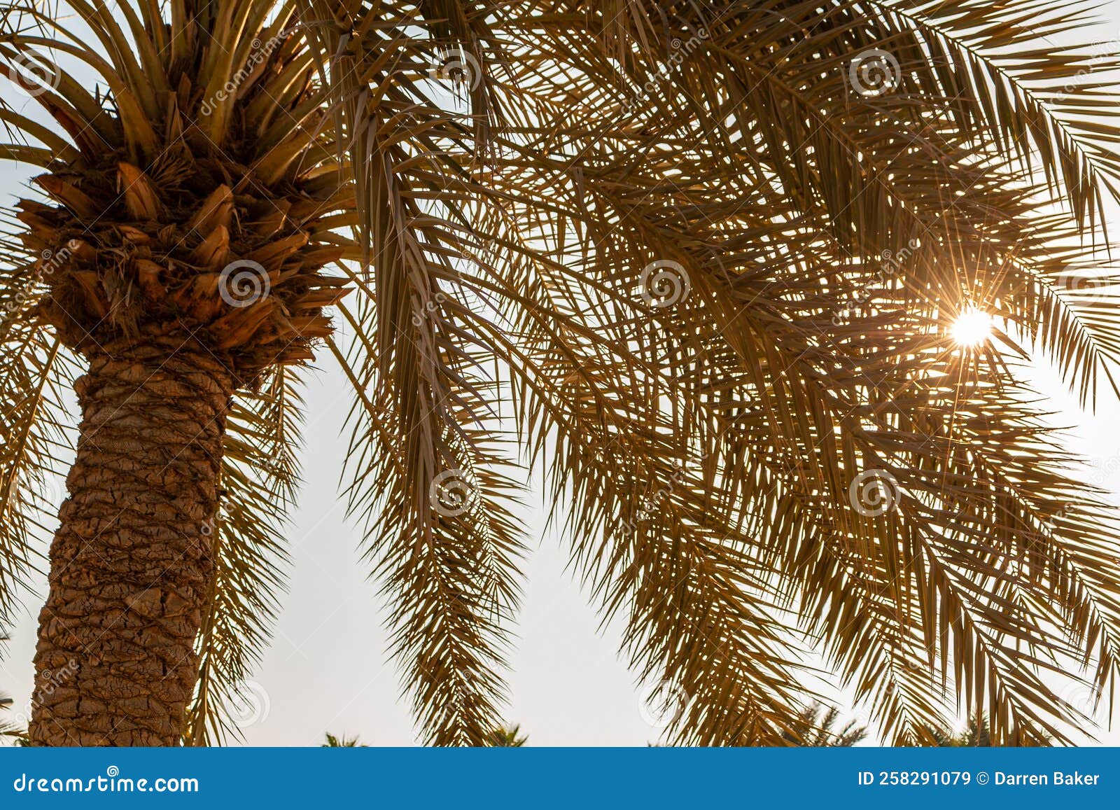 Sunset Behind Palm Trees Sun Shining Through The Leaves Stock Image Image Of Paradise Trees