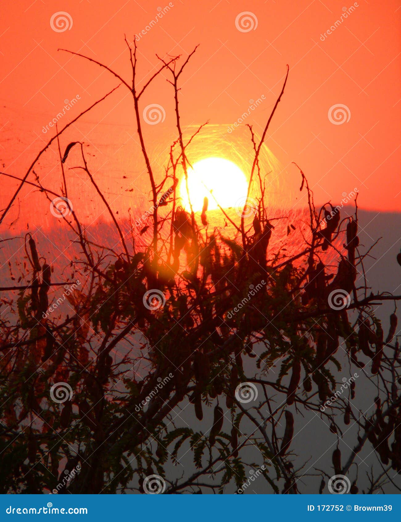 Sunset Behind a Spider Web. Stock Photo - Image of evening, dusk: 172752