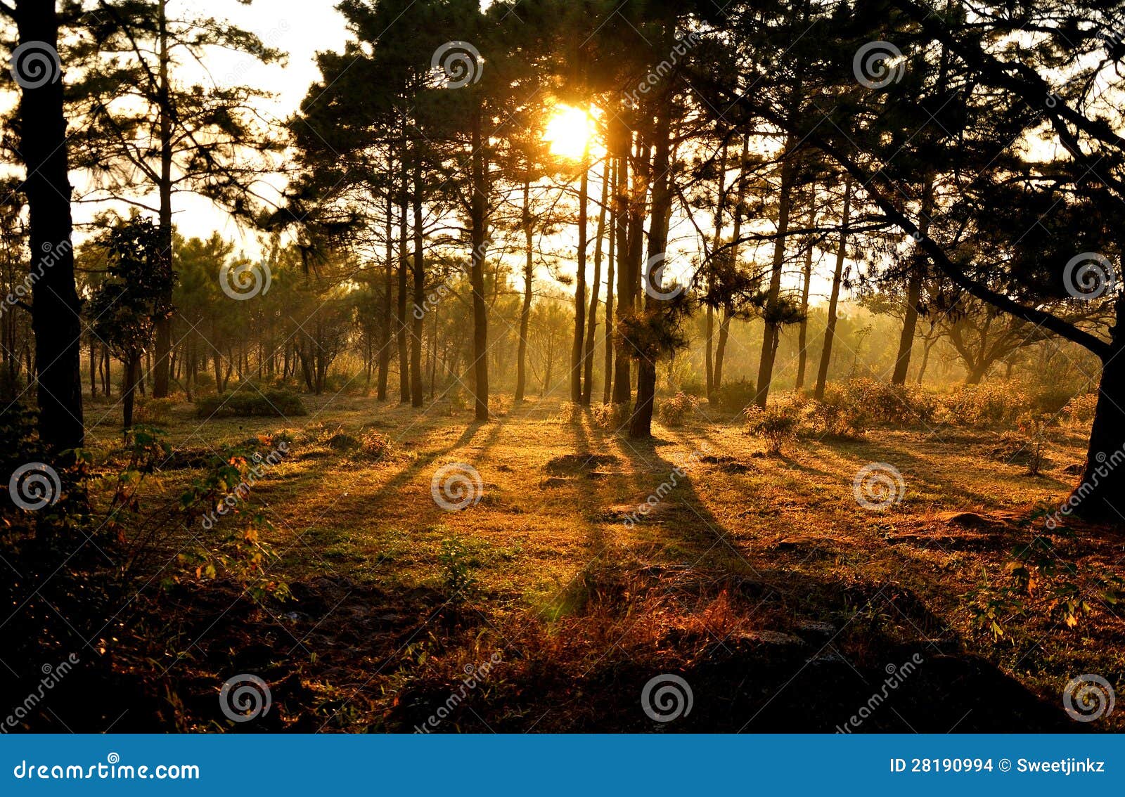 Sunset behind tree stock photo. Image of silhouette, orange - 28190994