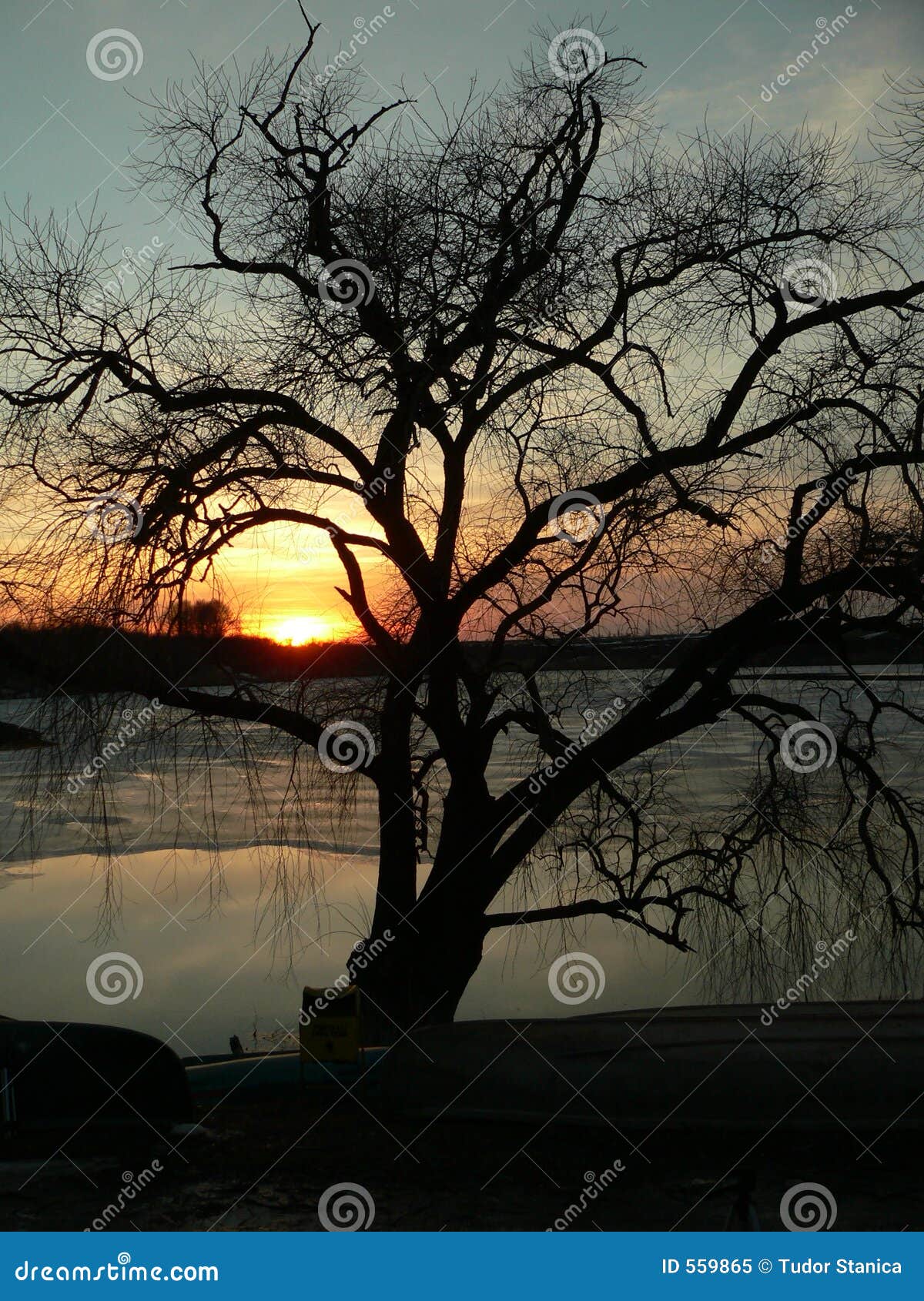 Sunset behind the tree stock image. Image of sunset, yellow - 559865