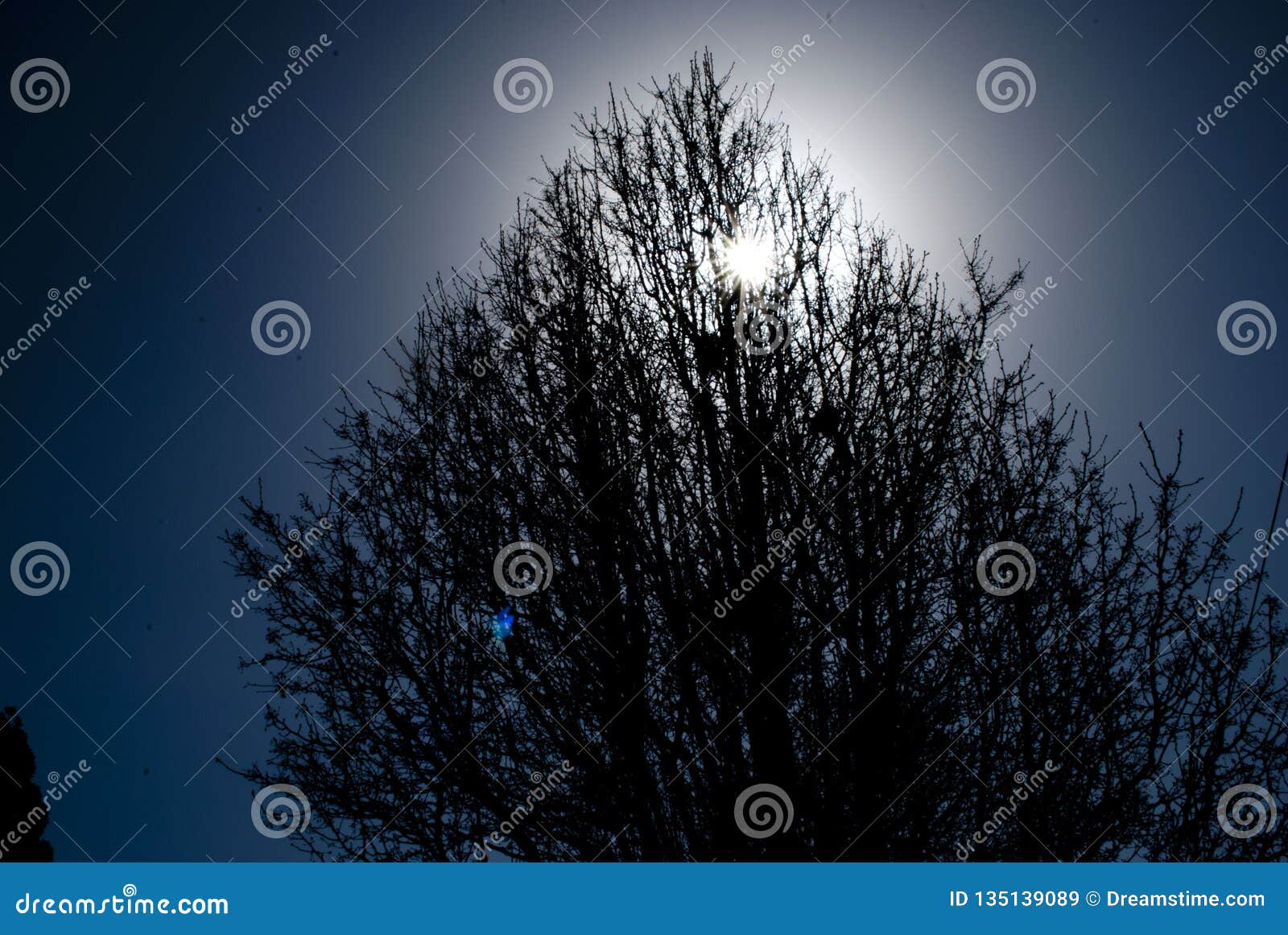 A Tree In Backlight Sunset Stock Photography | CartoonDealer.com #22387040