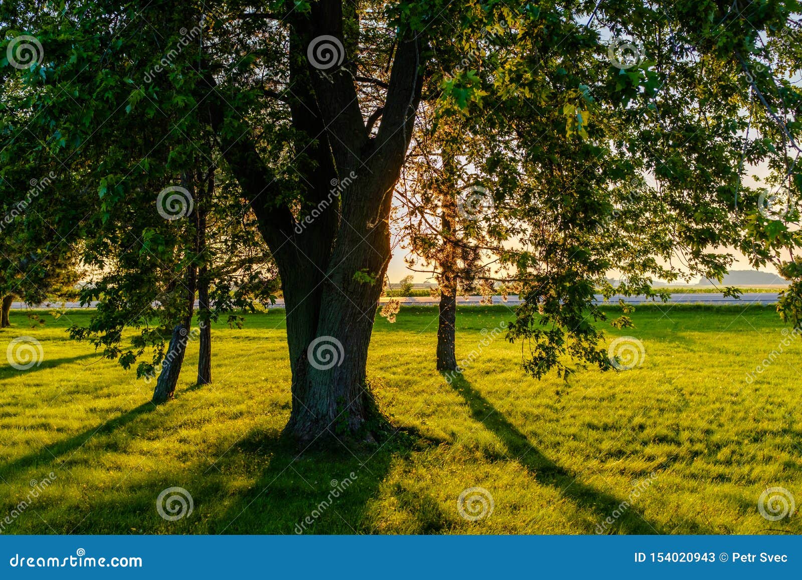 Sunset behind a tree stock image. Image of trunk, branches - 154020943